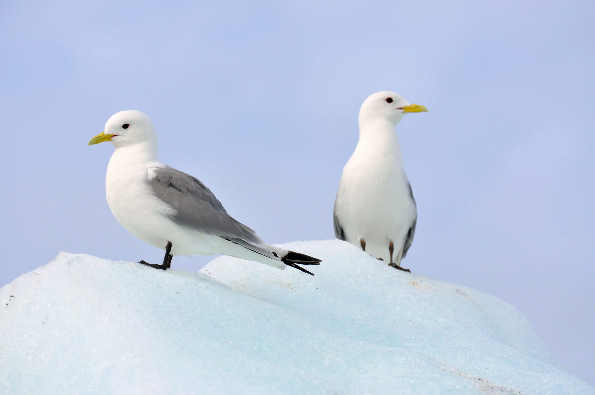 Black-legged kittiwake – Norsk Polarinstitutt