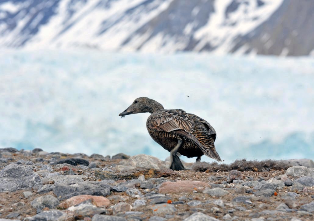 Ærfugl – Norsk Polarinstitutt