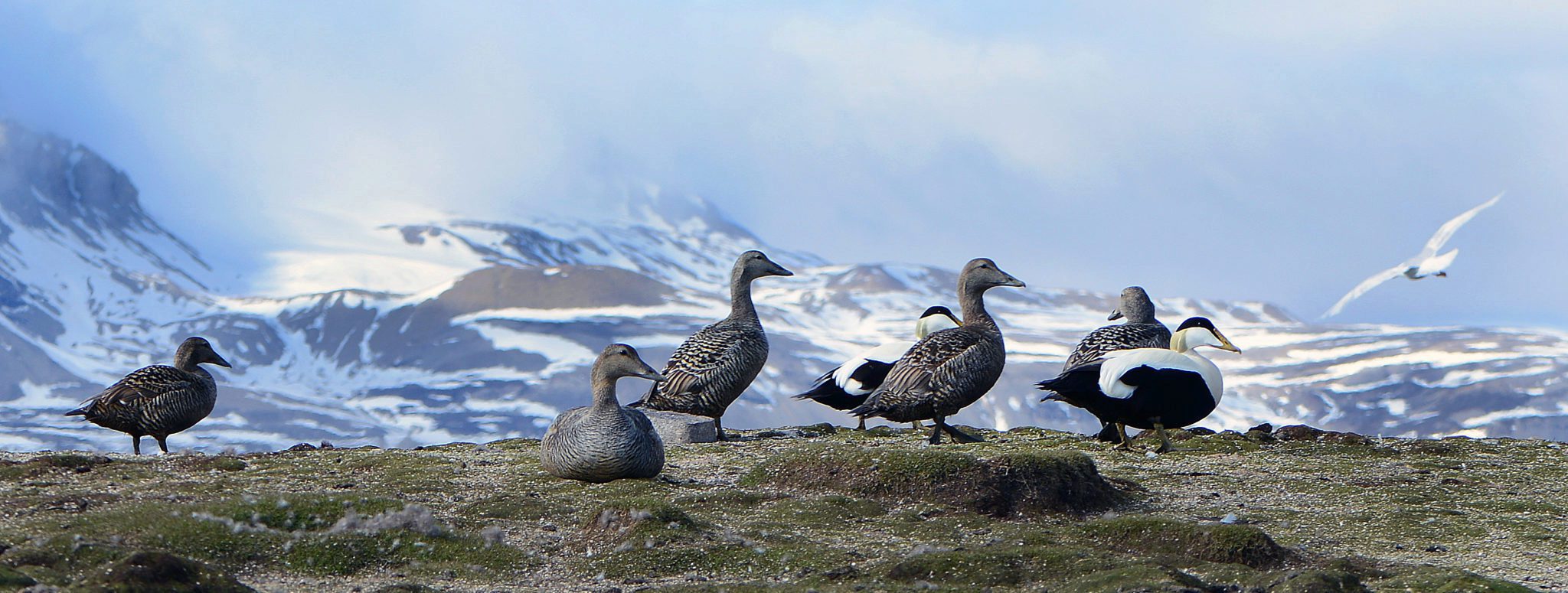 Ærfugl – Norsk Polarinstitutt