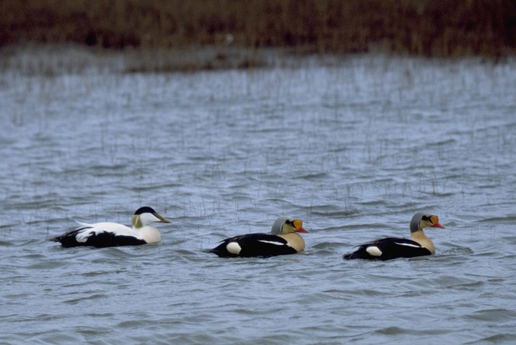 King eider – Norsk Polarinstitutt