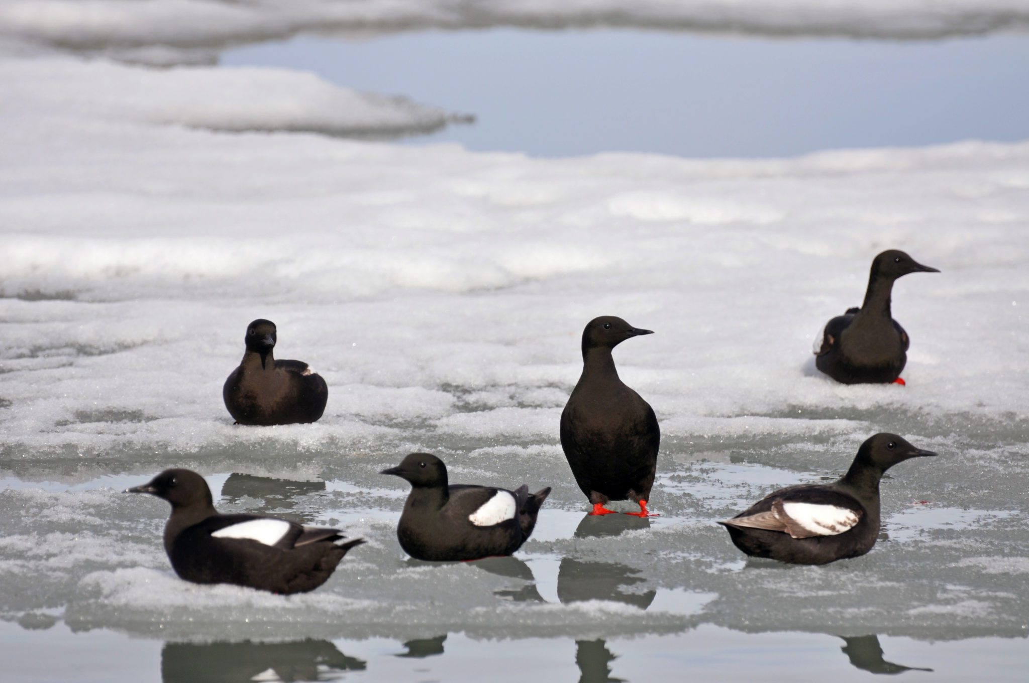 Black guillemot – Norsk Polarinstitutt