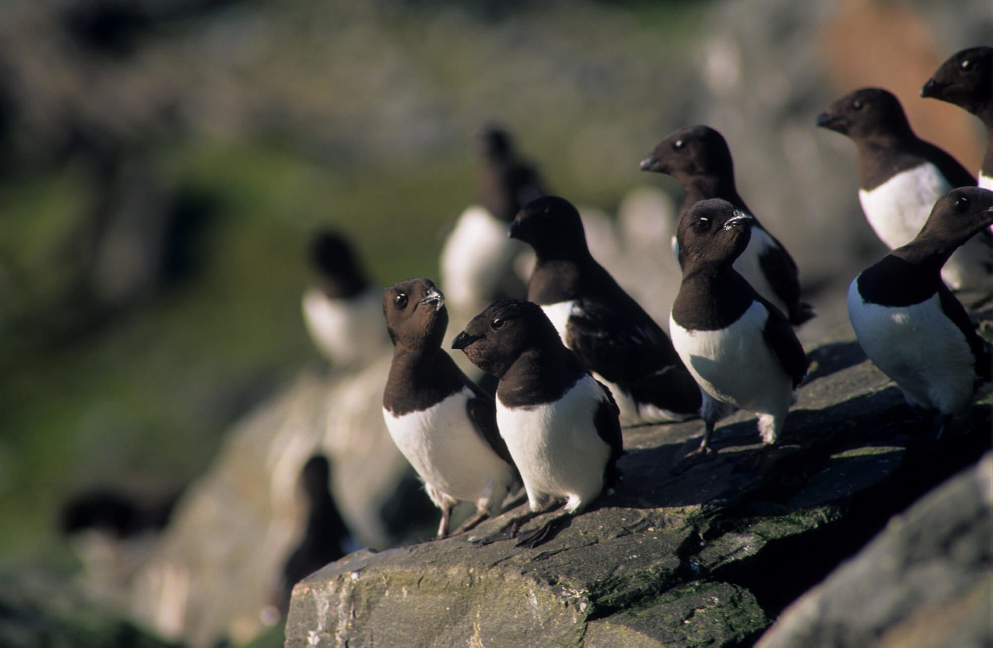 Climate change and effects on polar ecosystems – Norsk Polarinstitutt