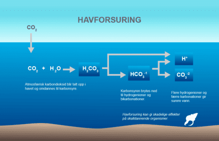Ocean acidification in the Arctic – Norsk Polarinstitutt