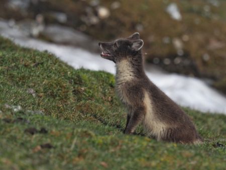 Fjellrev krysset Arktis på rekordtid – Norsk Polarinstitutt