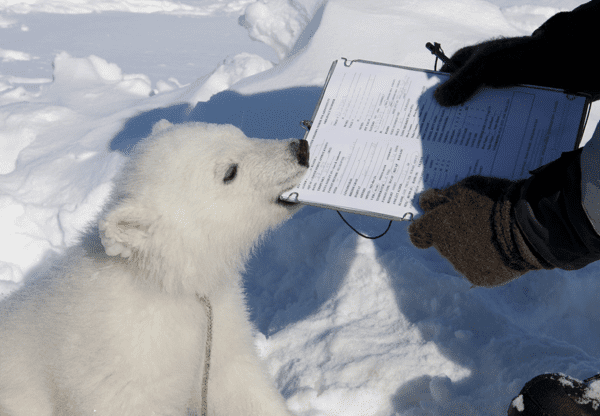 Portrett: Forsker Magnus Andersen – Norsk Polarinstitutt