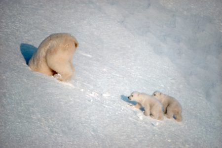 Where do polar bears den? – Norsk Polarinstitutt