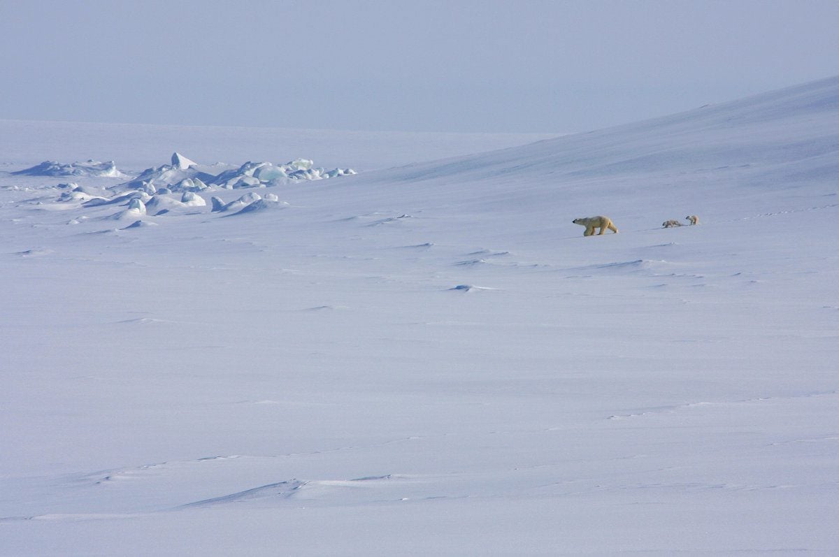 Where do polar bears den? – Norsk Polarinstitutt