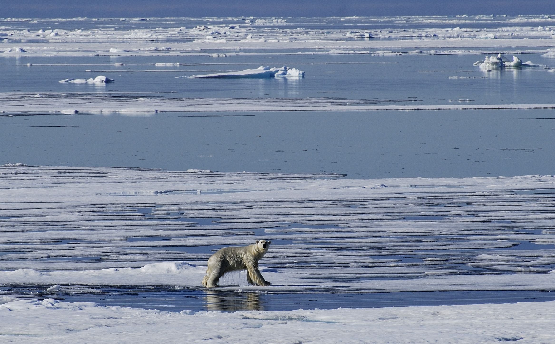 Forskning til folket – på Polaria – Norsk Polarinstitutt