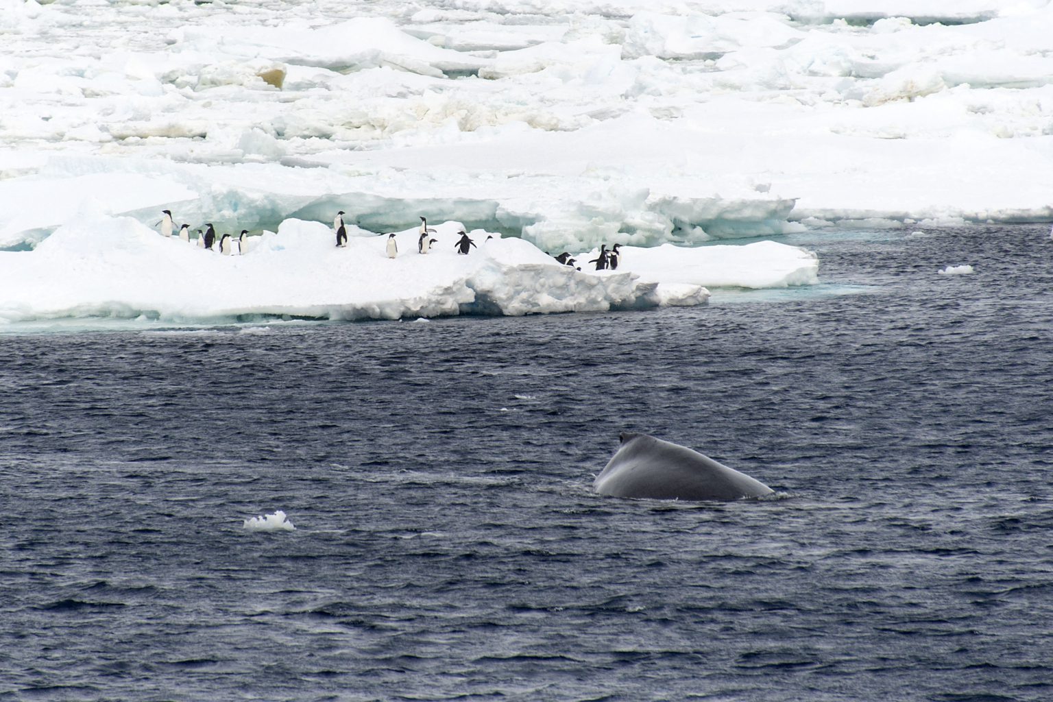 Hvor ender algene? – Norsk Polarinstitutt