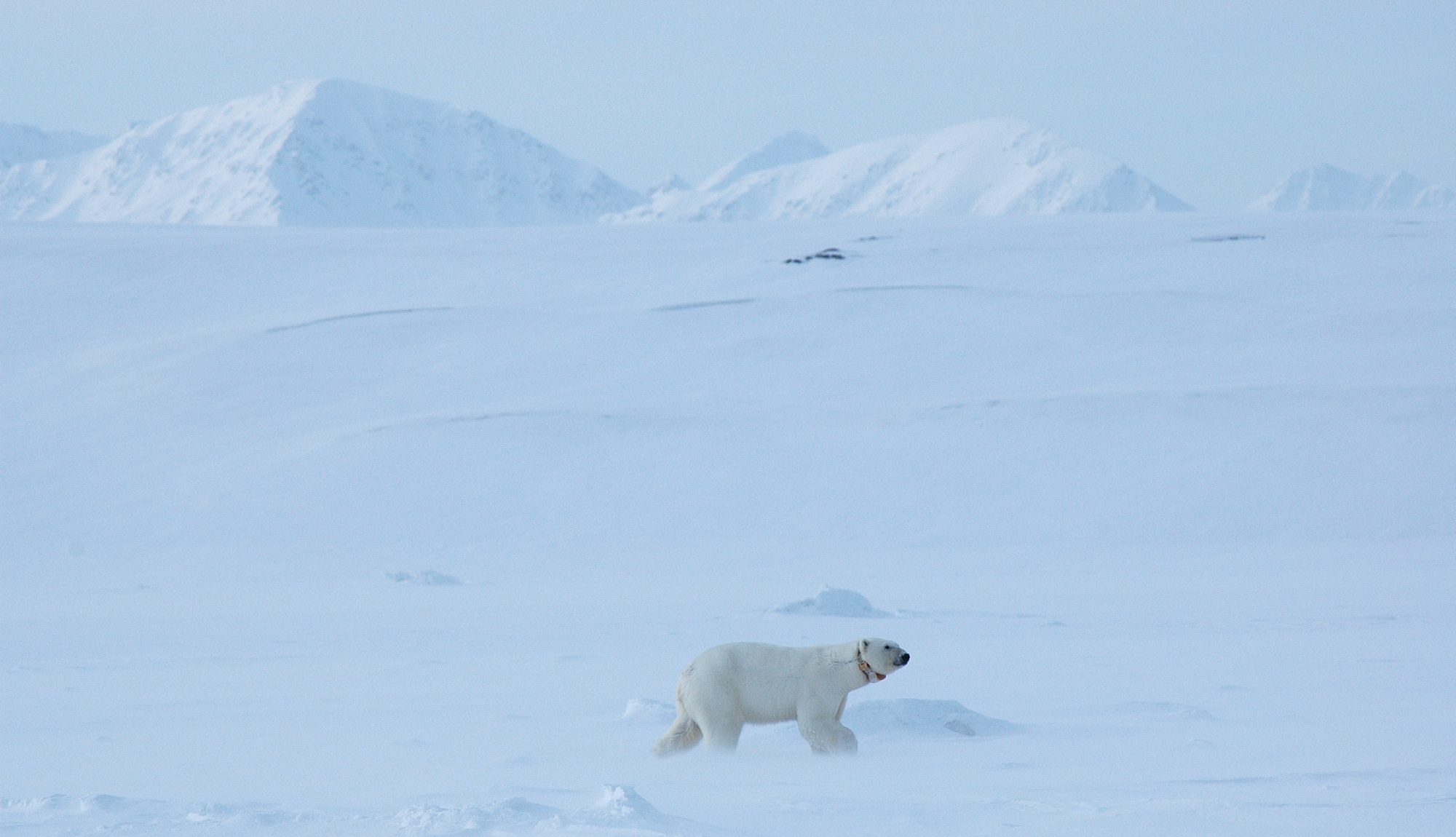 We follow the polar bear step-by-step – Norsk Polarinstitutt