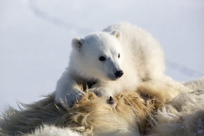 An invisible enemy – Norsk Polarinstitutt