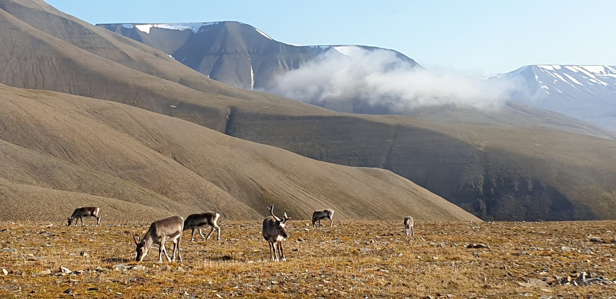 Nedgang i antall svalbardrein – Norsk Polarinstitutt