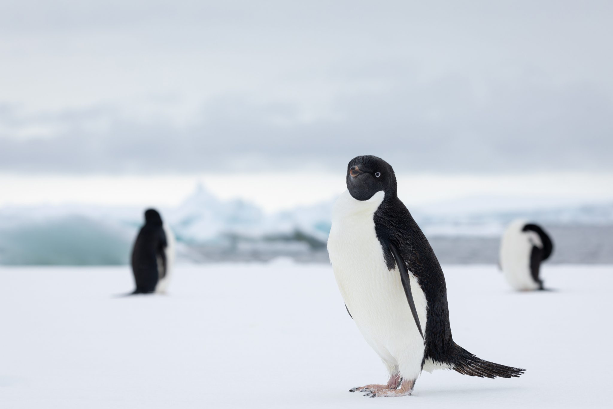 12 millioner til marin forskning i Antarktis – Norsk Polarinstitutt