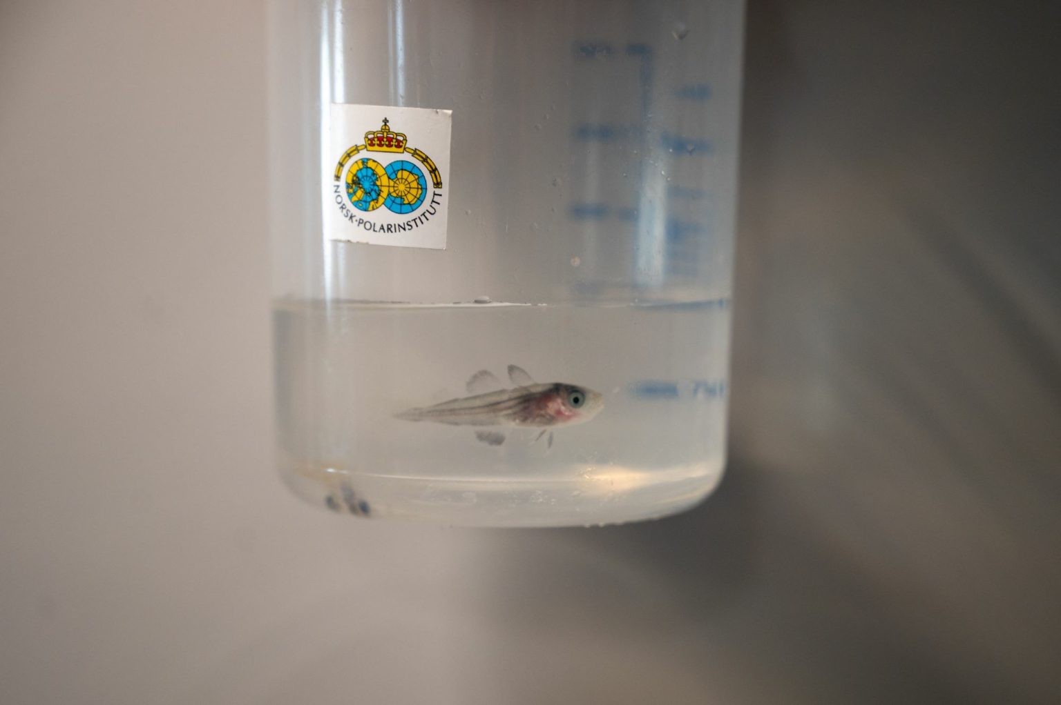 Lodda lukter på Polhavet – Norsk Polarinstitutt
