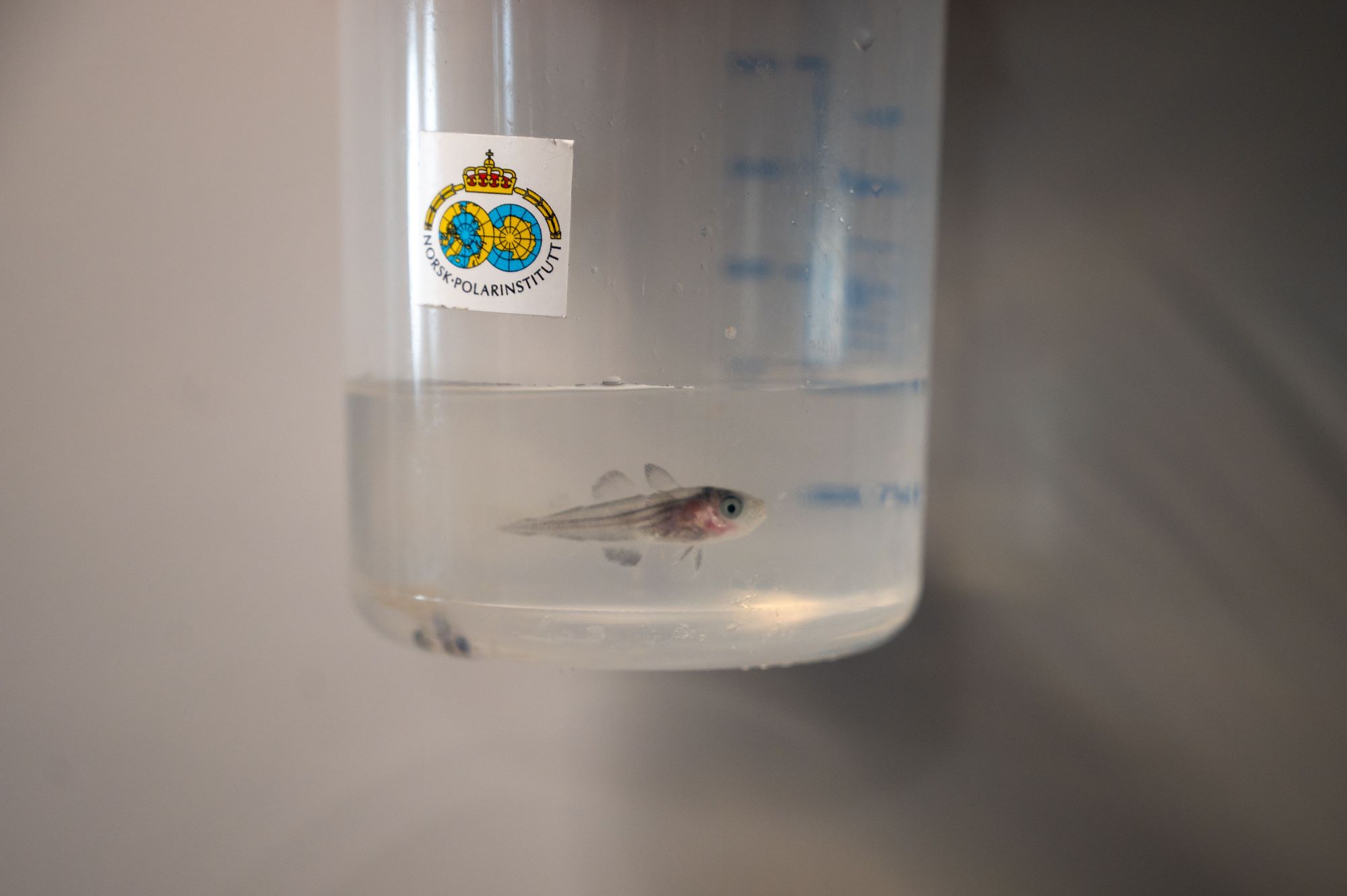 Lodda lukter på Polhavet – Norsk Polarinstitutt