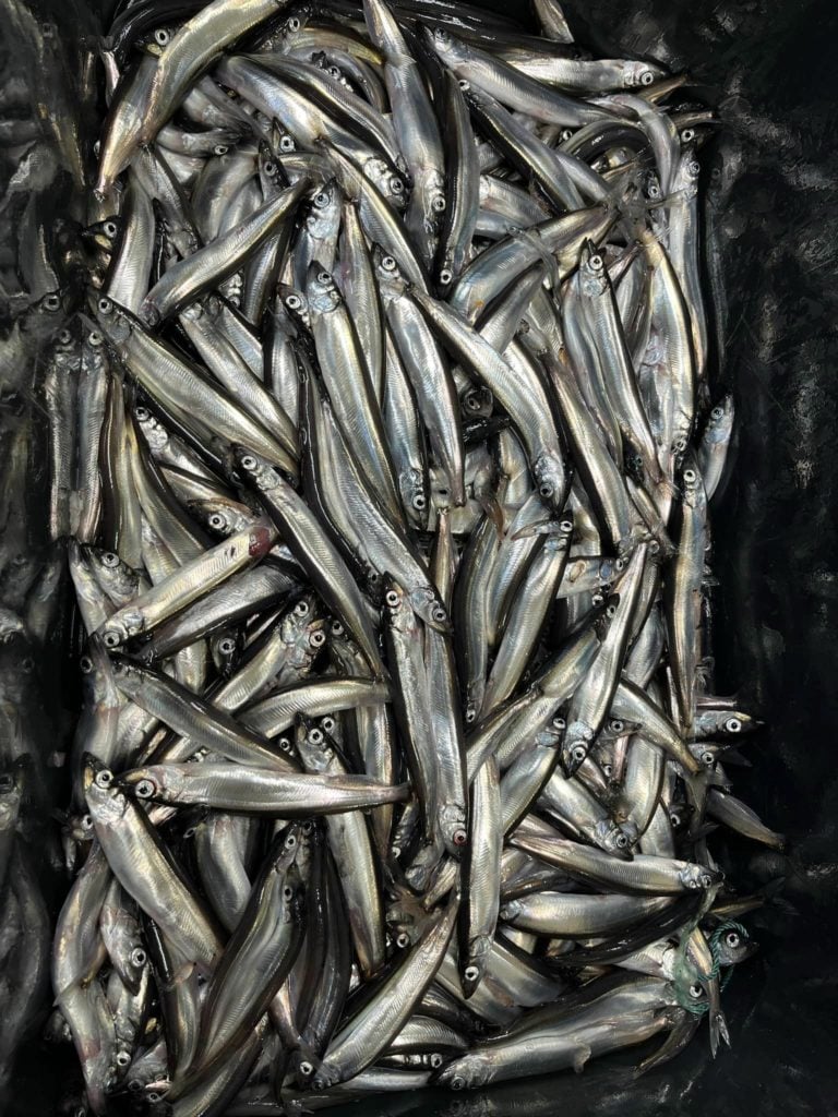 Lodda lukter på Polhavet – Norsk Polarinstitutt