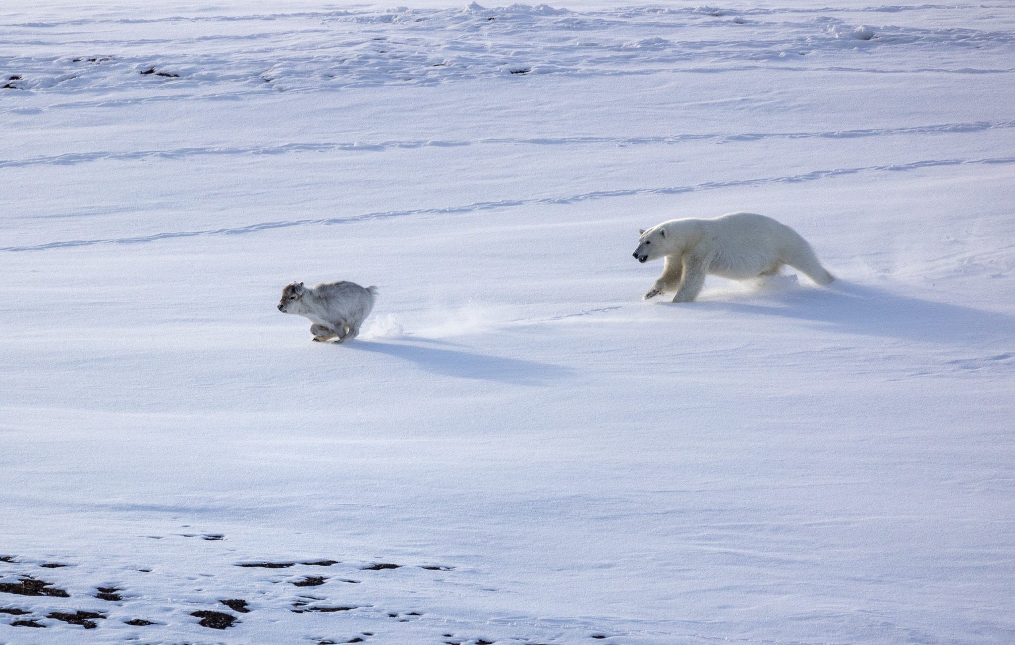 Have you seen polar bears hunting reindeer? – Norsk Polarinstitutt