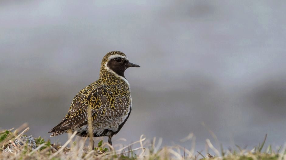 Heilo – Norsk Polarinstitutt