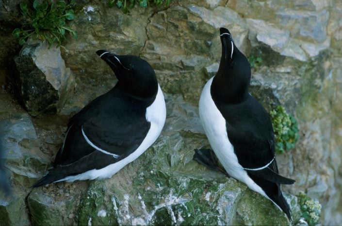 Alke – Norsk Polarinstitutt