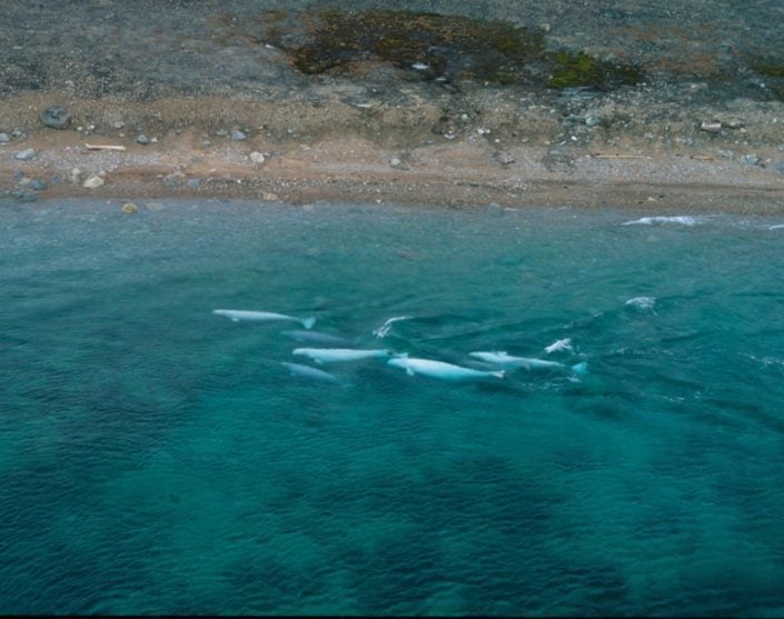 Hvithval – Norsk Polarinstitutt