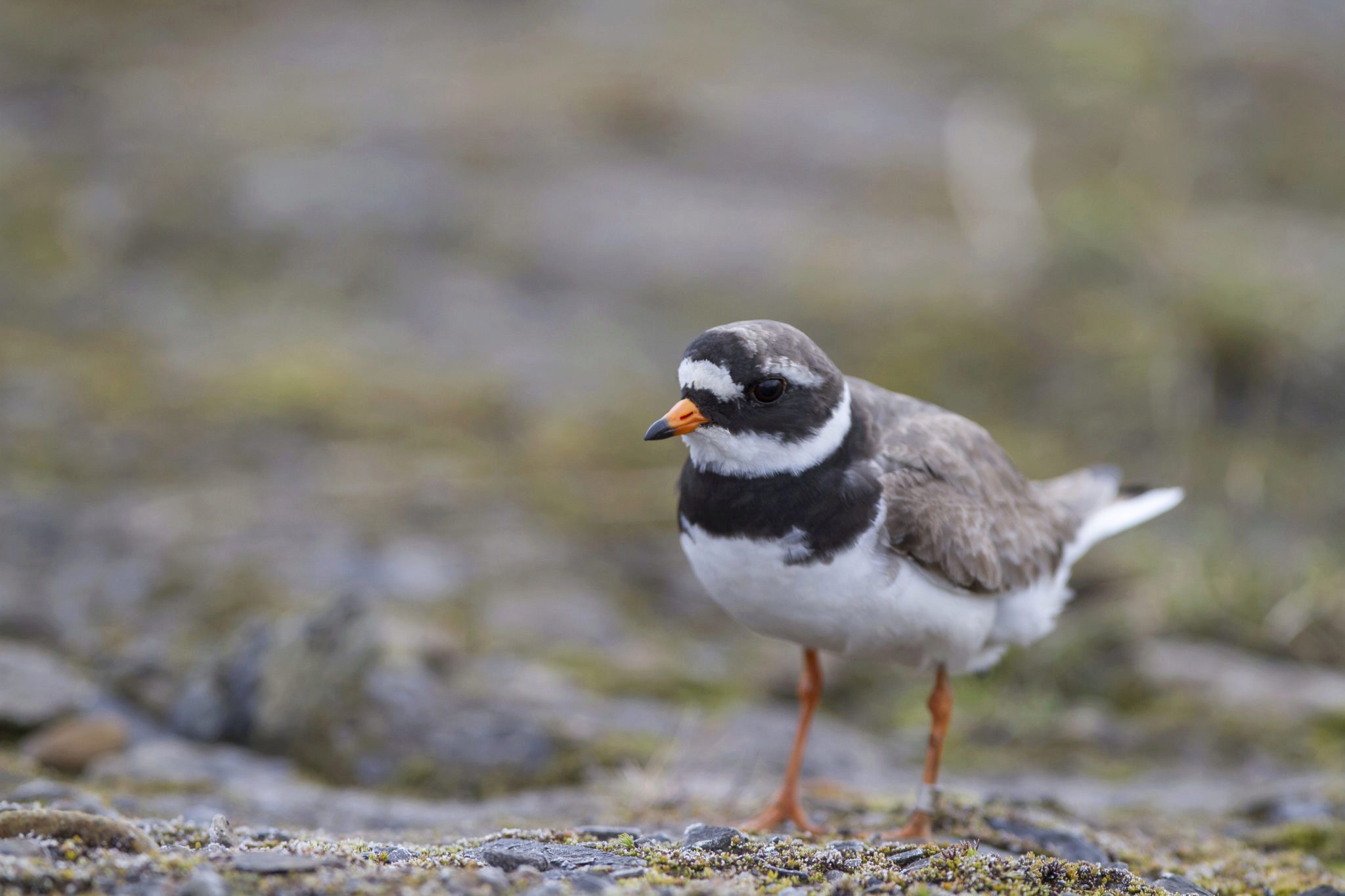 Sandlo – Norsk Polarinstitutt