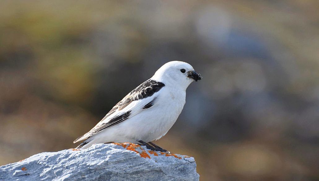 Snow bunting — Norsk Polarinstitutt