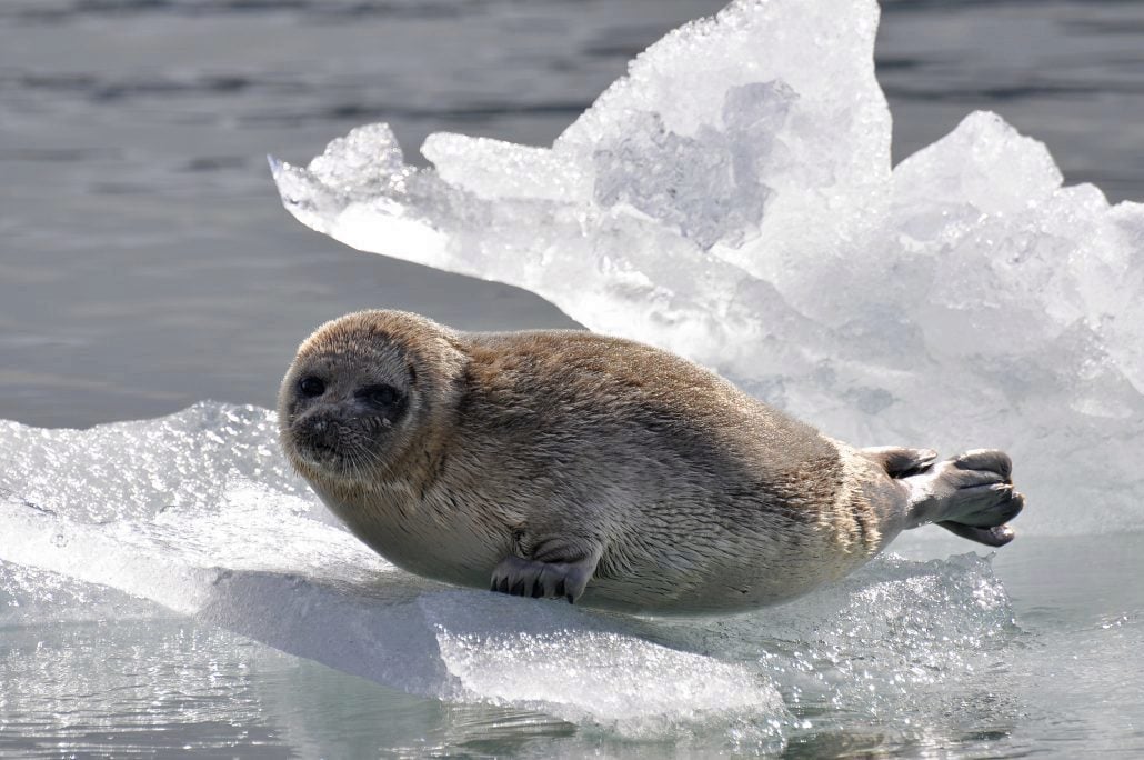Ringed seal — Norsk Polarinstitutt