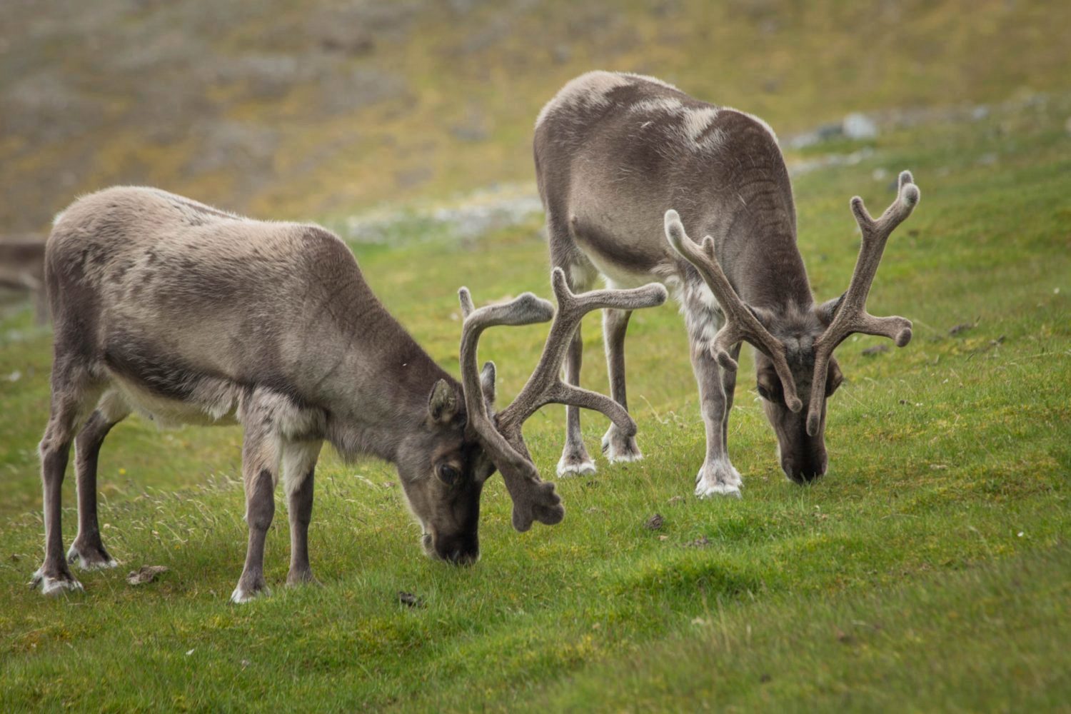 Berget historiens lengste tidsserier på reinsdyr – Norsk Polarinstitutt