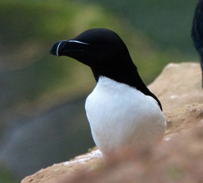 Alke – Norsk Polarinstitutt