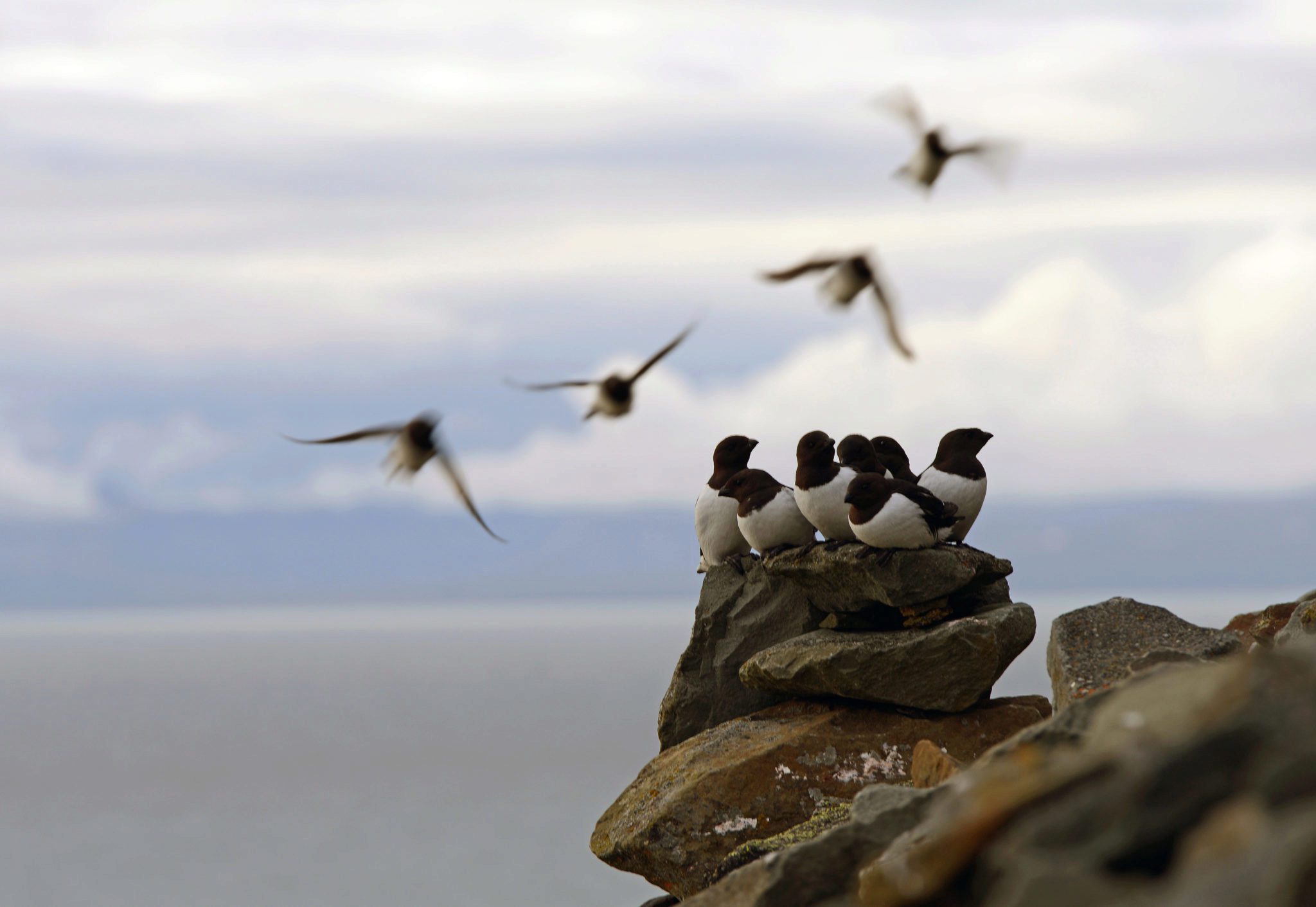 Little auk – Norsk Polarinstitutt