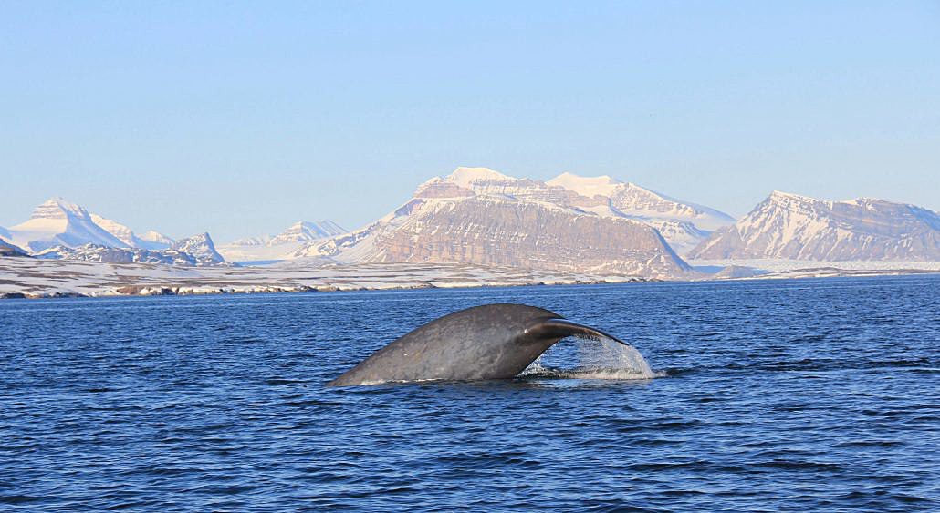 Blue whale — Norsk Polarinstitutt