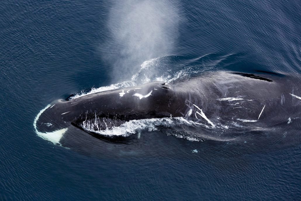 Bowhead whale — Norsk Polarinstitutt
